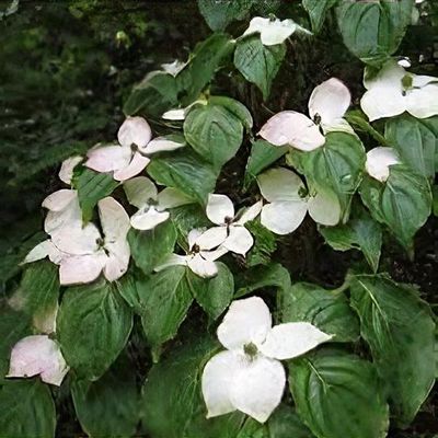 Cornus kousa