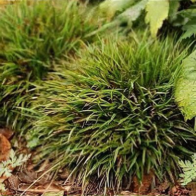 luzula sylvatica starmaker