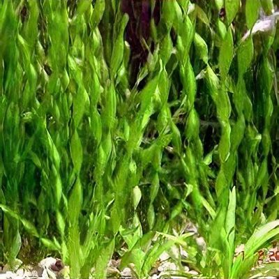 vallisneria uk