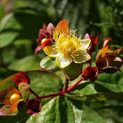 hypericum magical red flame