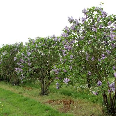 syringa rhs