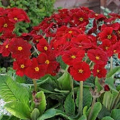 red polyanthus