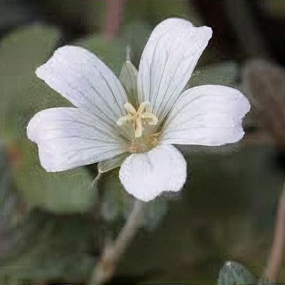 Geranium 'Sanne'