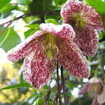 freckles clematis