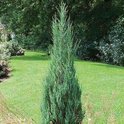 juniperus communis arnold