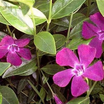 vinca colada