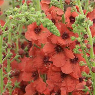 red verbascum