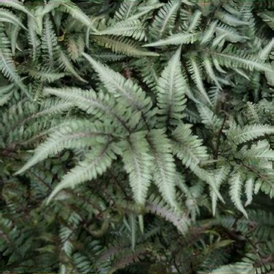 athyrium ursula red