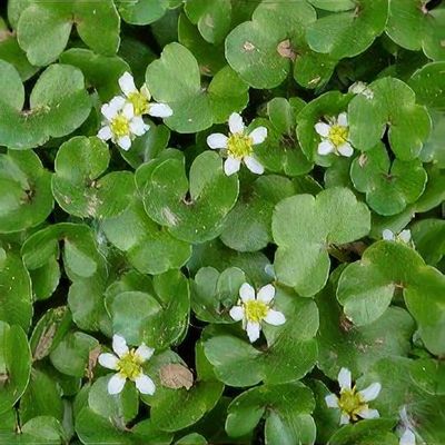 ranunculus cortusifolius