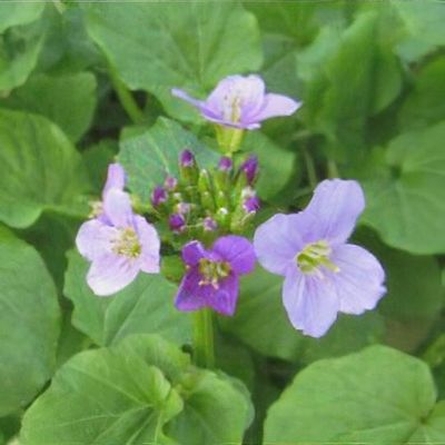 cardamine raphanifolia