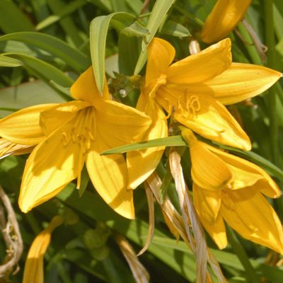 Hemerocallis citrina var. cintrina