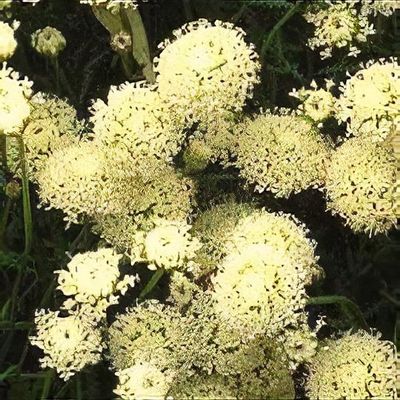 Santolina chamaecyparissus 'Lemon Queen'