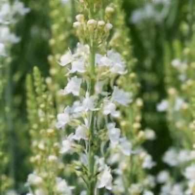 Linaria purpurea 'Springside White'