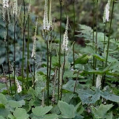 actaea rac