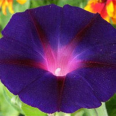 ipomoea nil chocolate