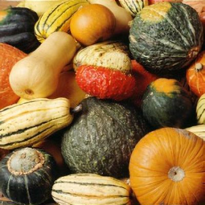 cucurbita maxima varieties