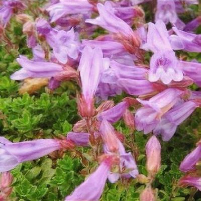 Penstemon davidsonii var. menziesii 'Microphyllus'