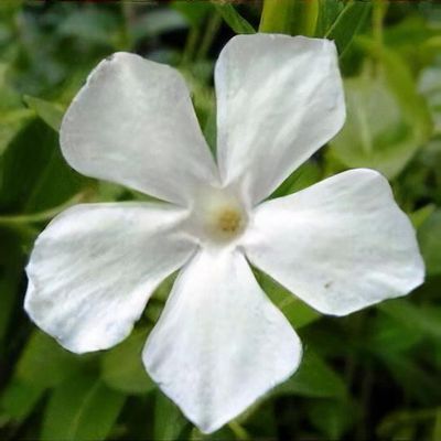 vinca difformis