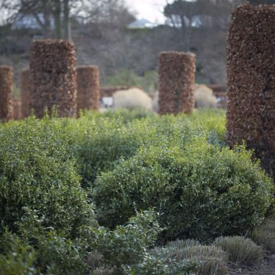 pruning sarcococca confusa