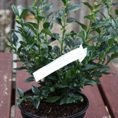 pruning sarcococca confusa