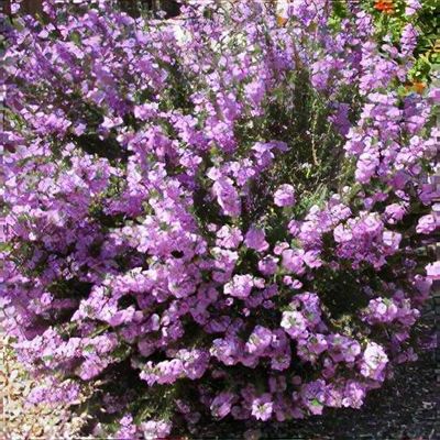 Leucophyllum frutescens 'Compactum'