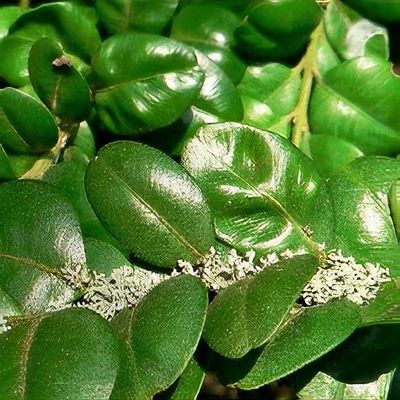 buxus sempervirens leaf extract