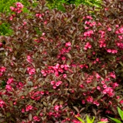 weigela java red care