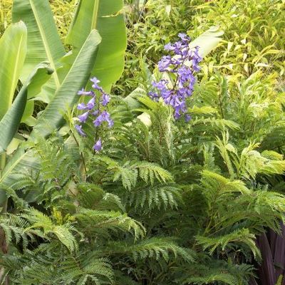 dwarf jacaranda tree uk