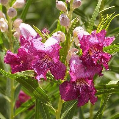 chilopsis linearis uk
