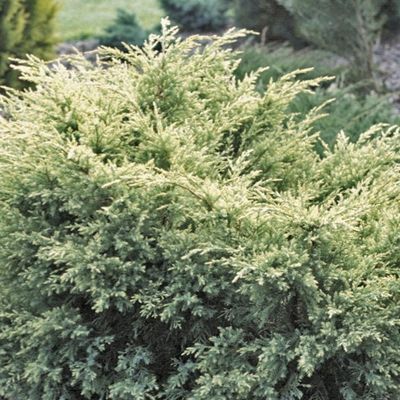 juniperus squamata meyeri compacta