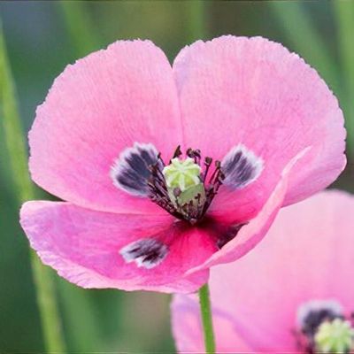 Papaver dubium subsp. lecoqii 'Albiflorum'