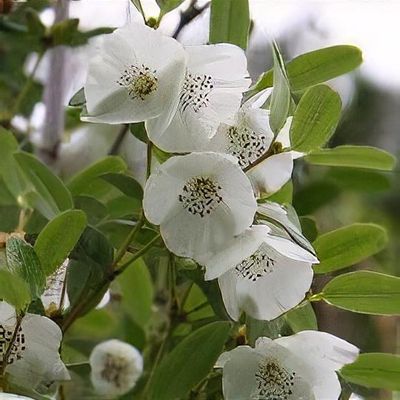 small eucryphia