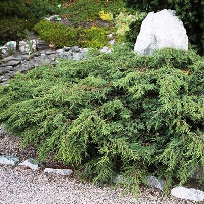 juniperus communis sentinel