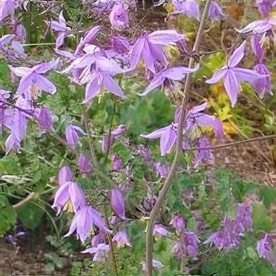 thalictrum diffusiflorum