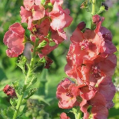 red verbascum