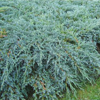 juniperus squamata prostrata