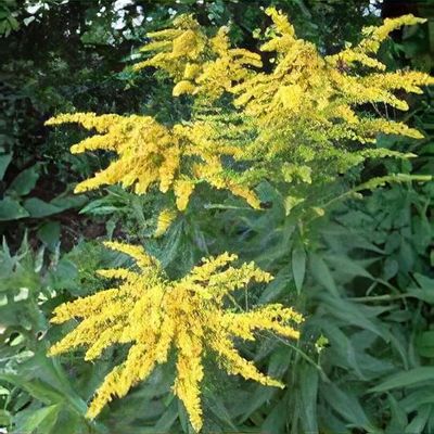solidago queenie