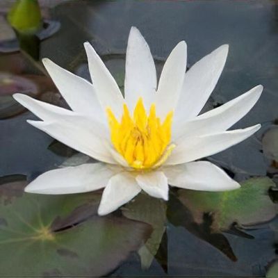 nymphaea tetragona