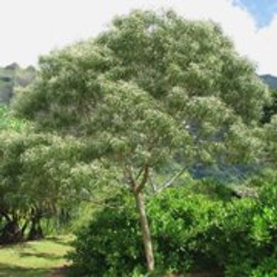 how to grow a koa tree