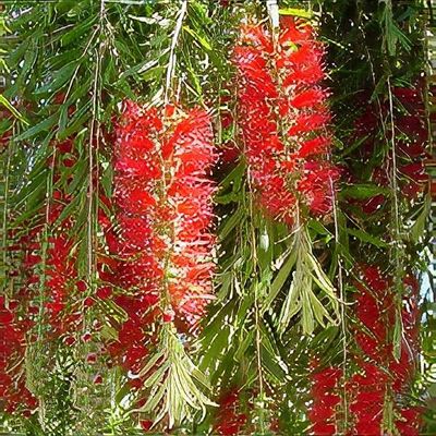 callistemon viminalis leaf