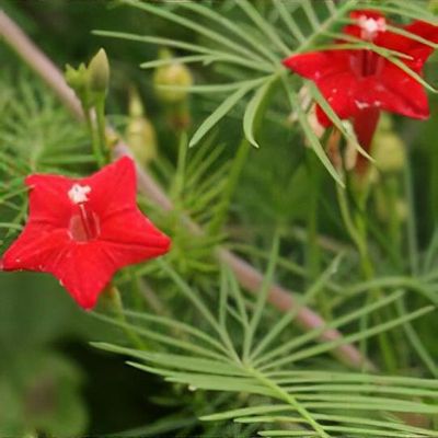 ipomoea nil chocolate