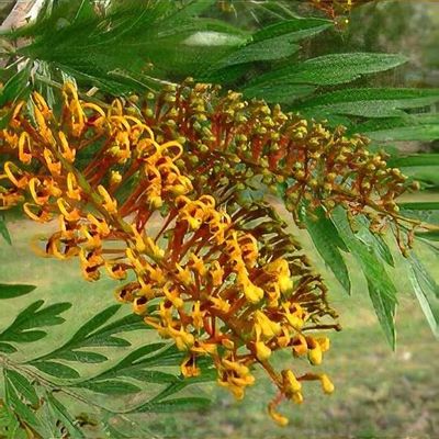 grevillea robusta leaf