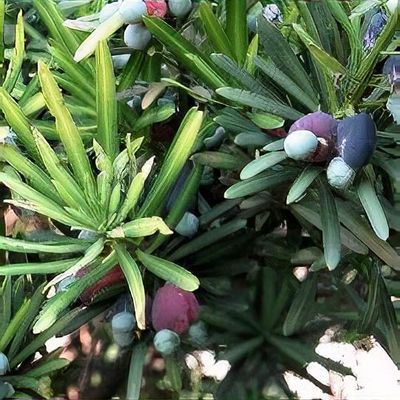 Podocarpus macrophyllus