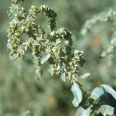 atriplex silver holly