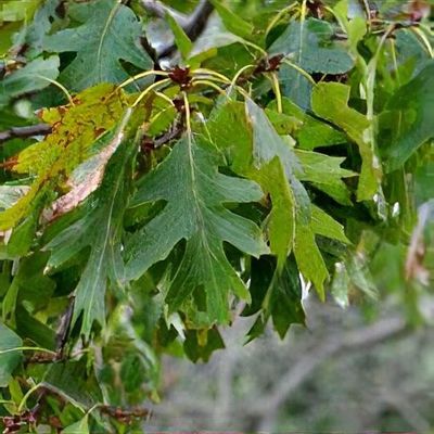 quercus kelloggii deciduous