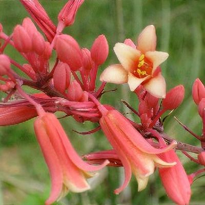 Hesperaloe parviflora