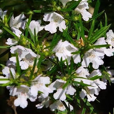Westringia longifolia