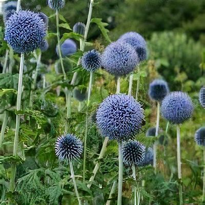 white echinops