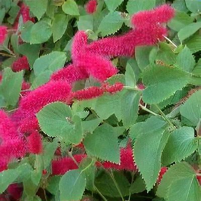 acalypha hispida uk