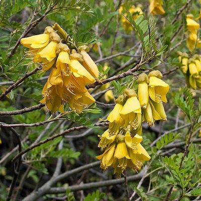 sophora microphylla tree